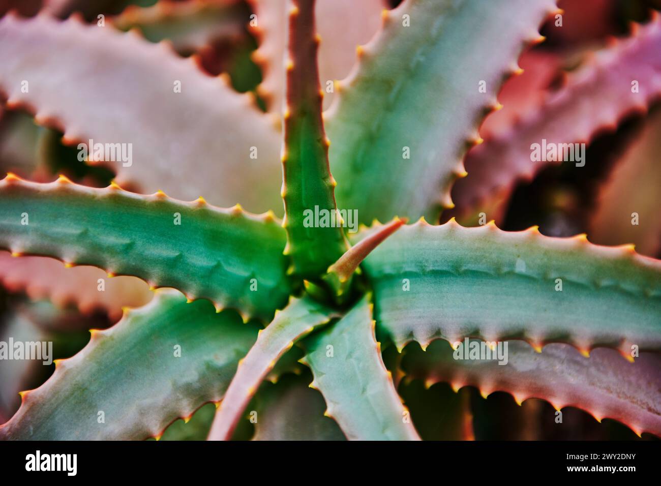 Mt elgon aloe hi-res stock photography and images - Alamy