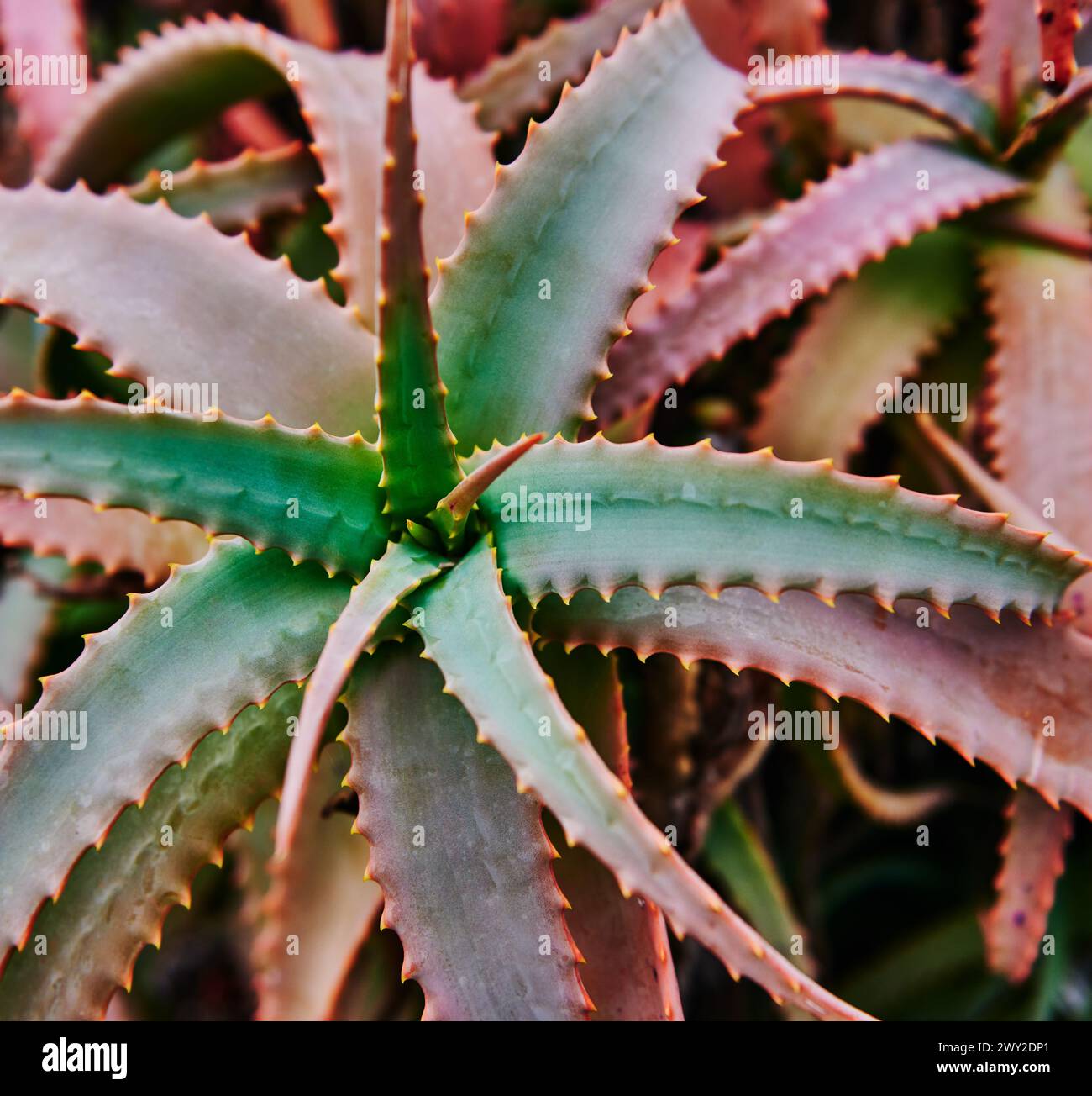 Mt elgon aloe hi-res stock photography and images - Alamy