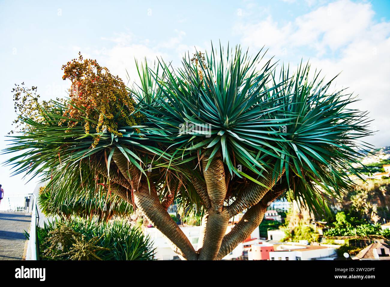 Palm tree dracaena hi-res stock photography and images - Alamy