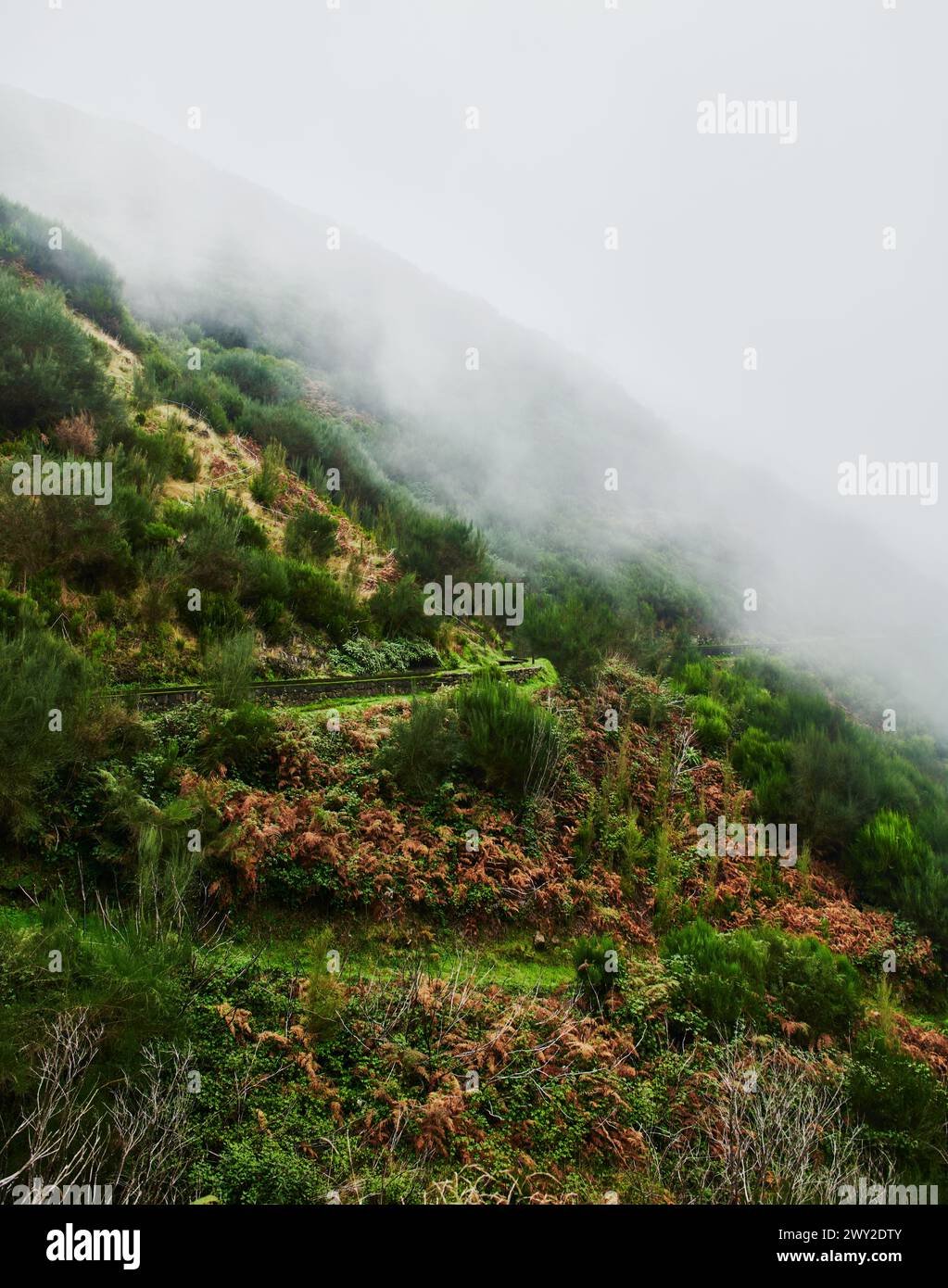 Green fanal forest hills cloud hi-res stock photography and images - Alamy