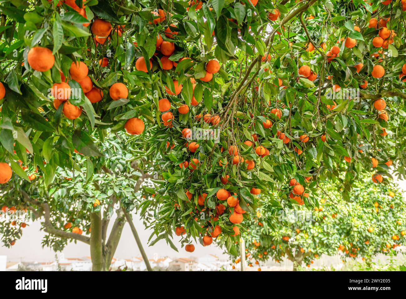 Tangerine tree or Citrus tangerina completely covered with ripe fruits ...