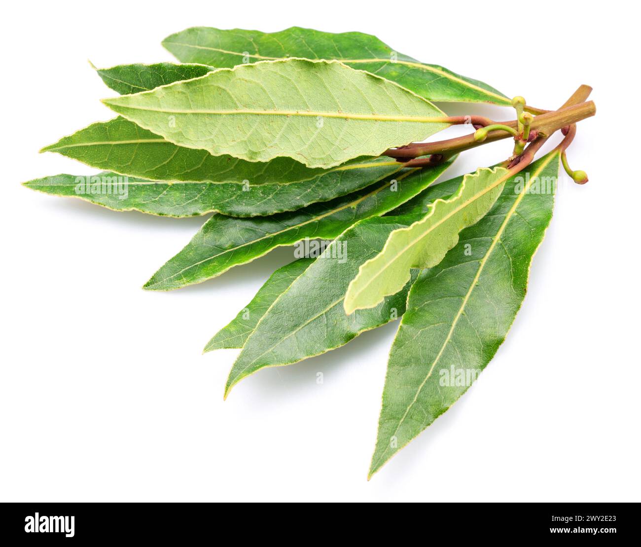 Bunch of green fresh bay leaves isolated on white background. Bay ...