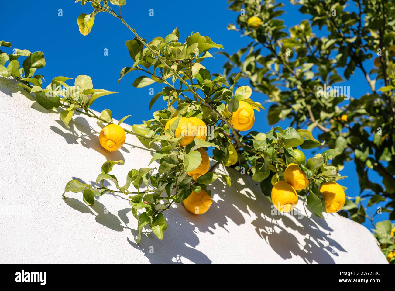 Ripe lemon fruits on lemon branch, blue sky and white wall of the ...