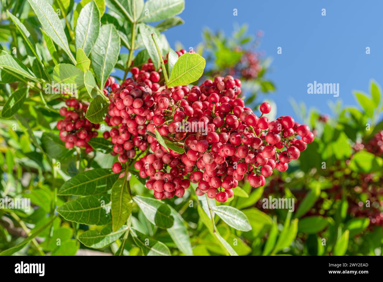 Fresh pink peppercorns on peruvian pepper tree branch. Blue sky at the ...