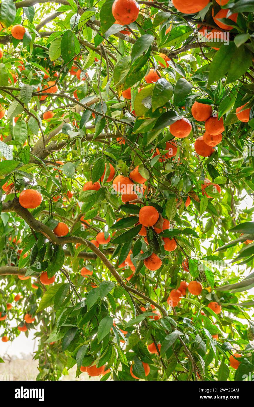 Tangerine tree or Citrus tangerina completely covered with ripe fruits ...