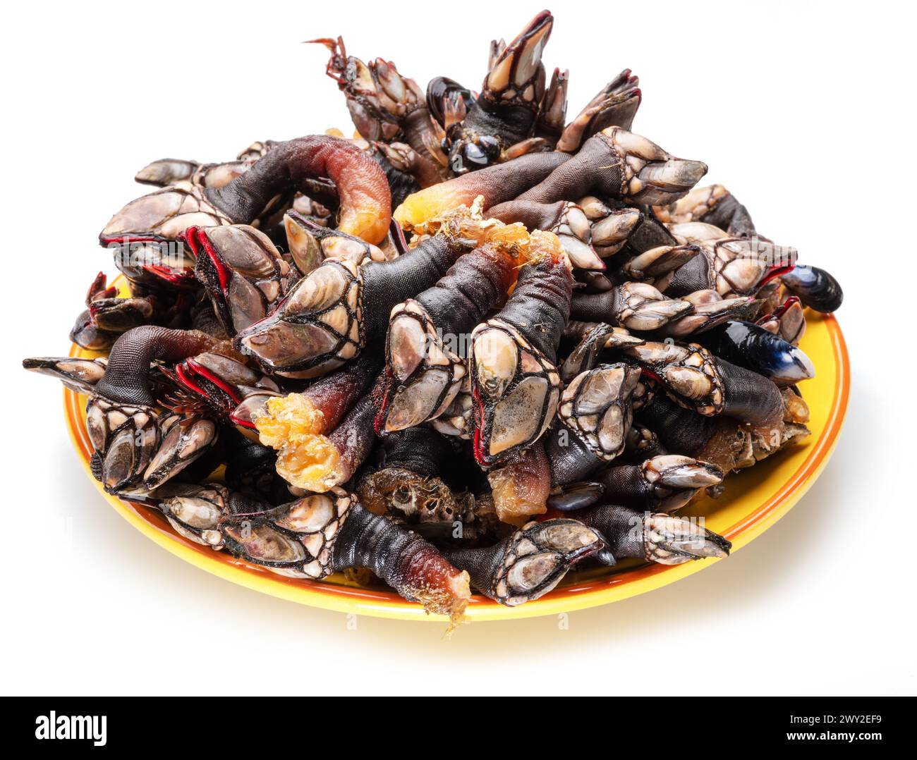 Raw goose barnacles on yellow plate on white background Stock Photo - Alamy