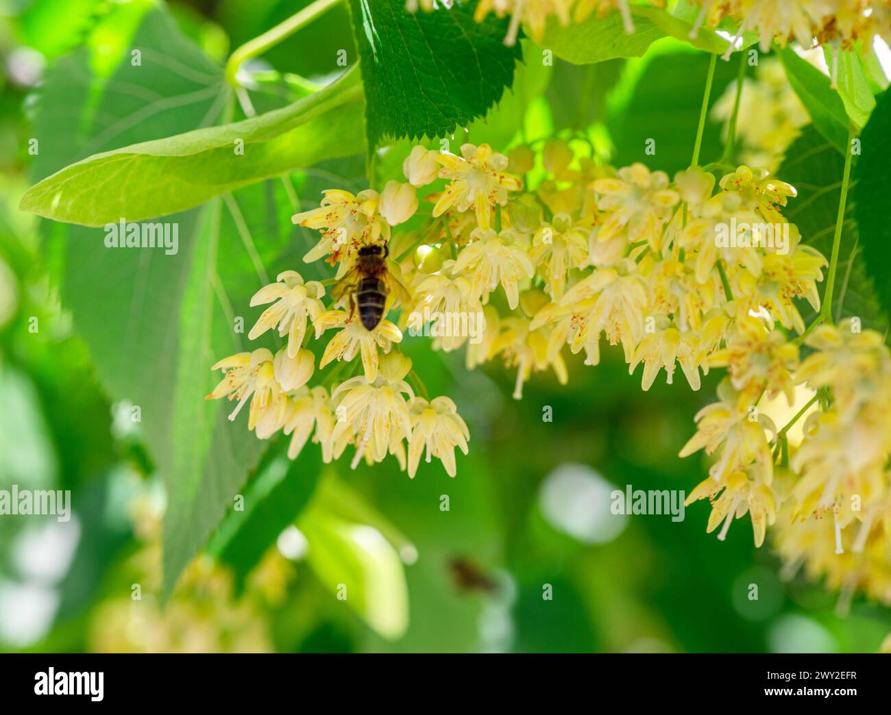 Bee between linden flowers and abundance of foliage leaves. Lime tree ...