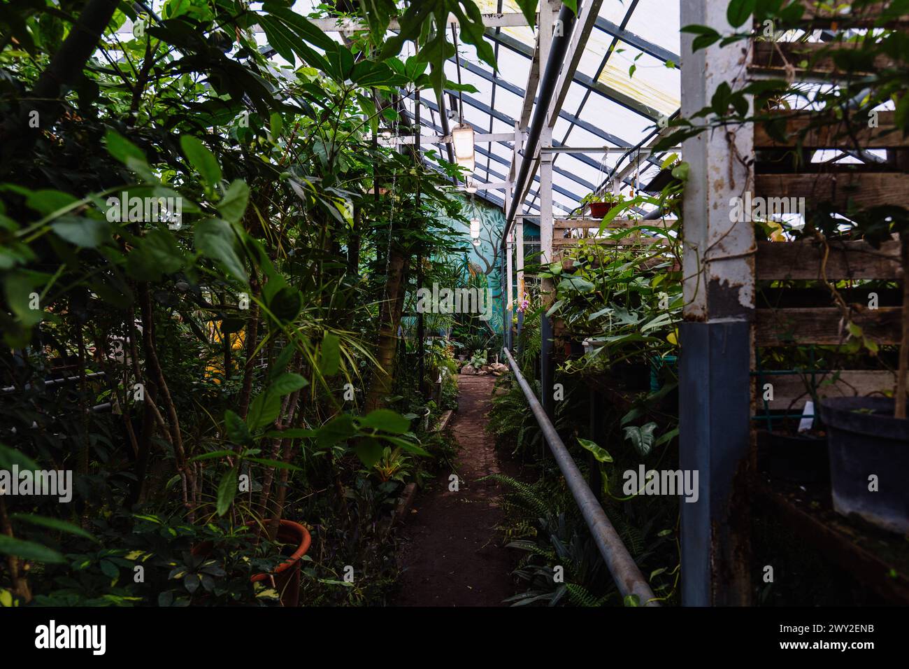 Plants scientific hi-res stock photography and images - Alamy