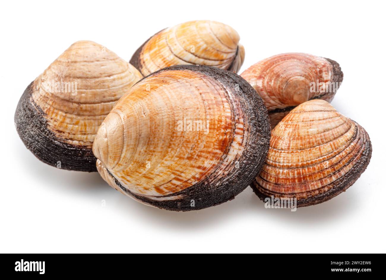 Edible raw clams isolated on white background. Delicacy food Stock ...