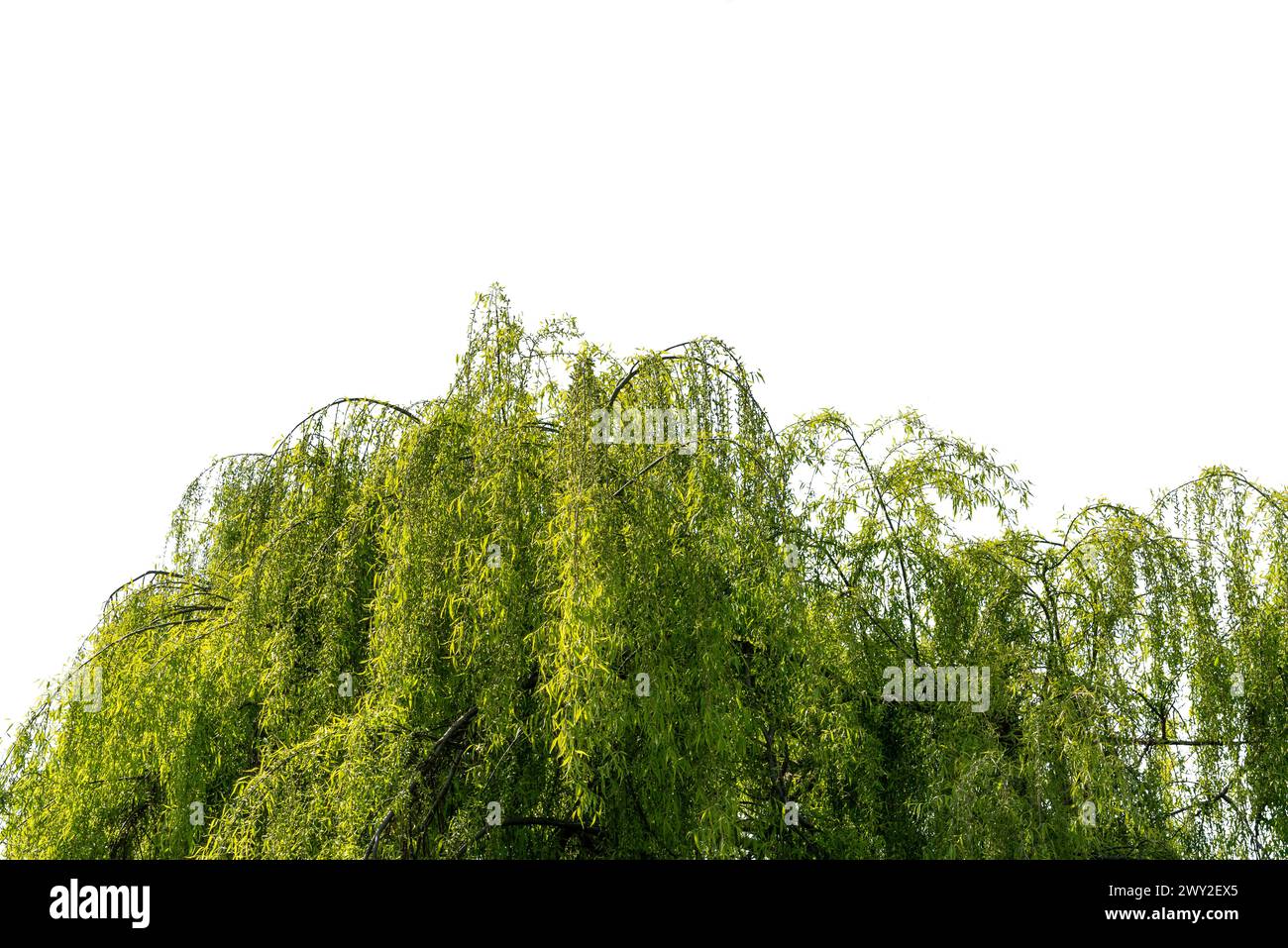 Weeping willow branches from the top of the tree isolated on white with ...