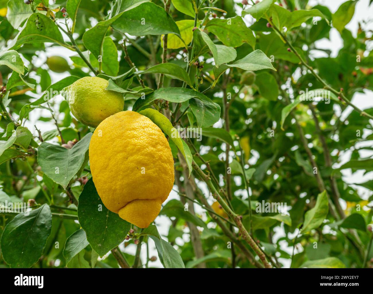 Home citrus orchard hi-res stock photography and images - Alamy