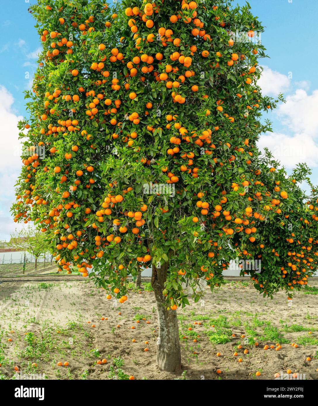 Orange tree or citrus sinensis almost covered with oranges. Great ...