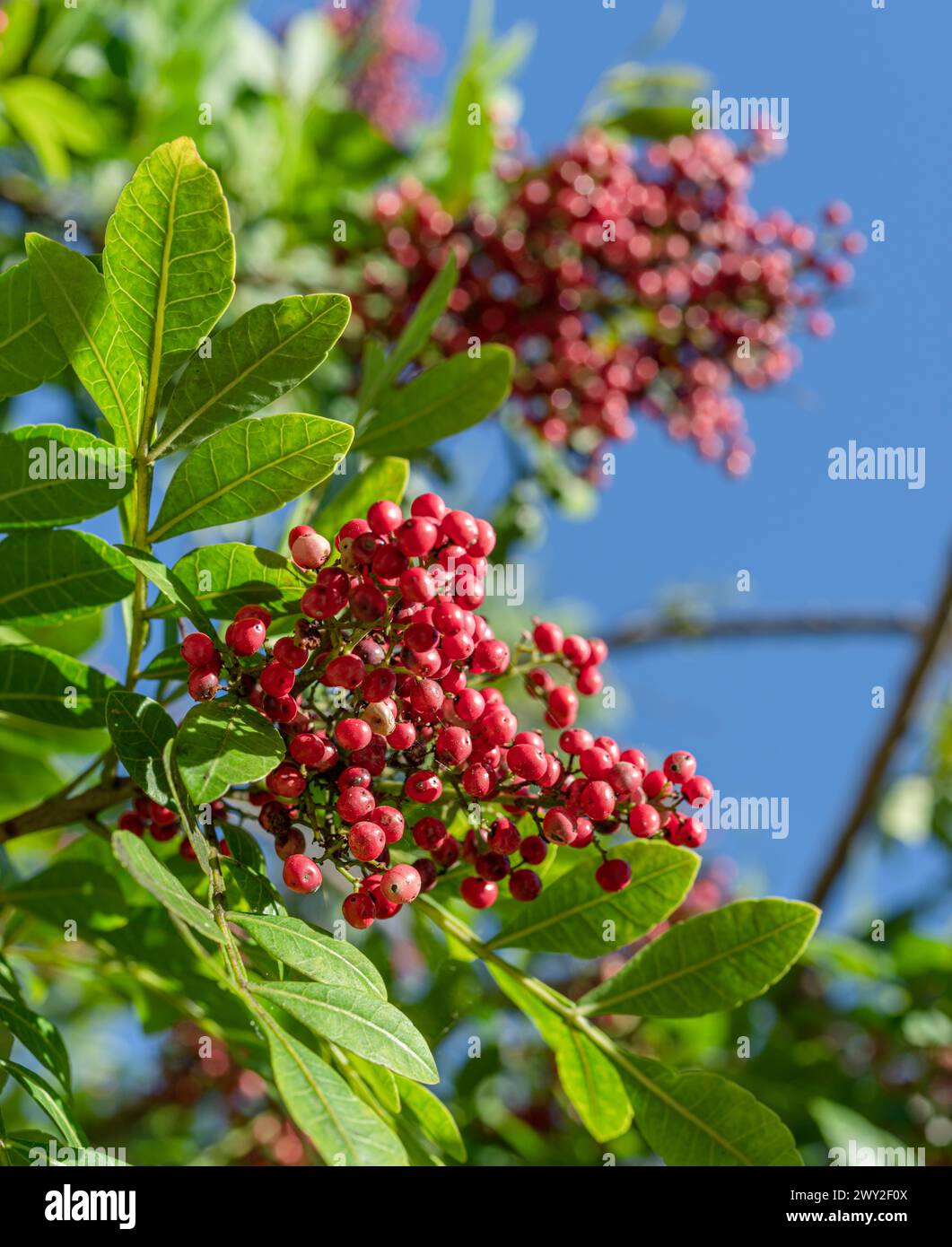 Pink peppercorn tree hi-res stock photography and images - Alamy