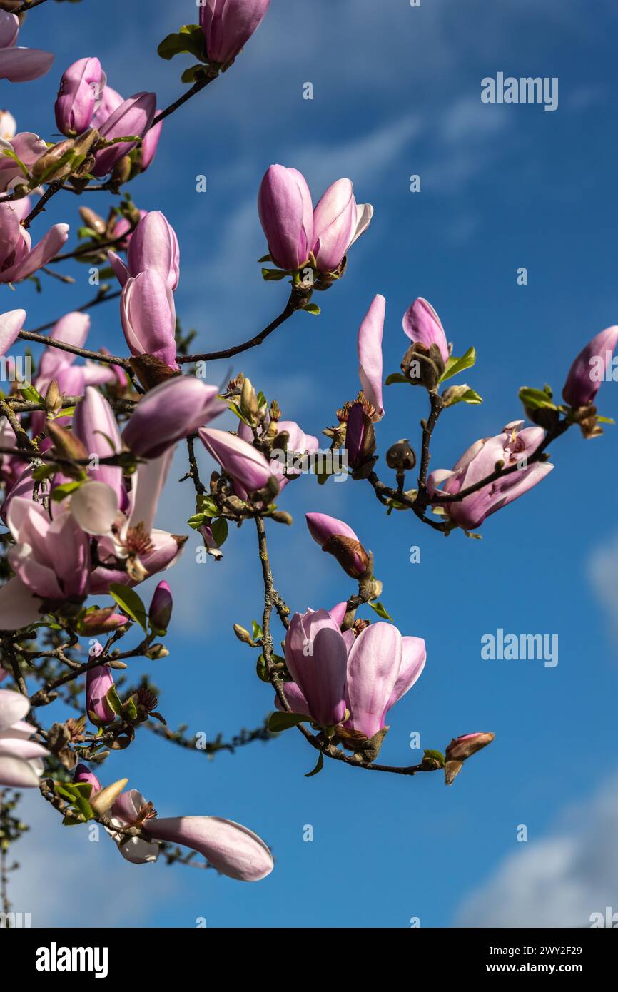 Arbre magnolia en fleur hi-res stock photography and images - Alamy