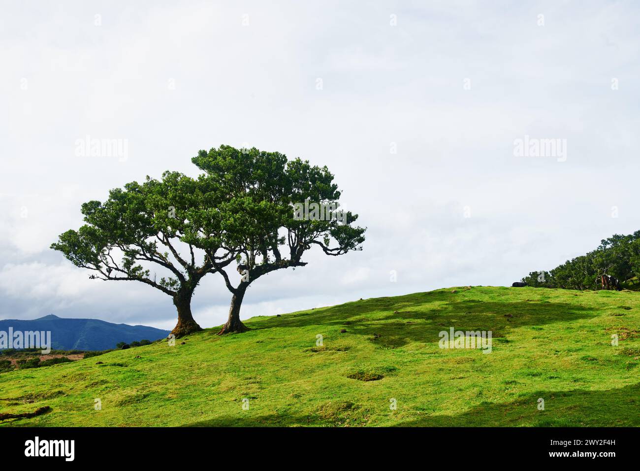 Fanal forest hi-res stock photography and images - Alamy