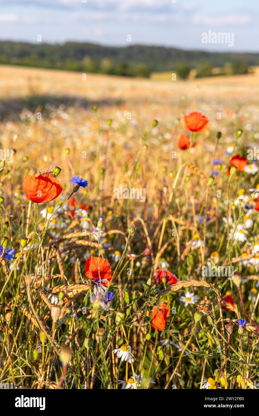 blühendes Getreidefeld Mohnblumen und Kornblumen biologischer ...