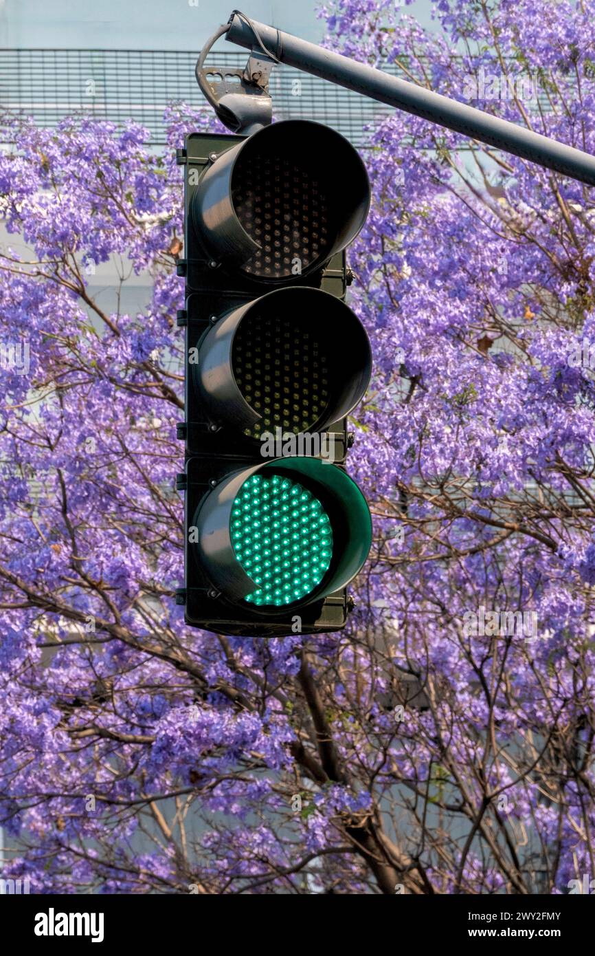 Traffic light traffic light hi-res stock photography and images - Alamy