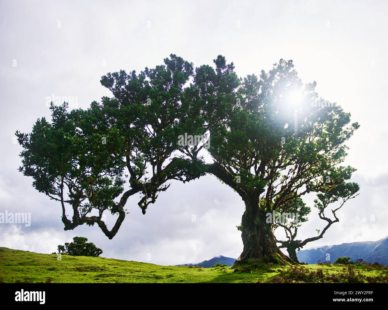 Fanal forest hi-res stock photography and images - Alamy