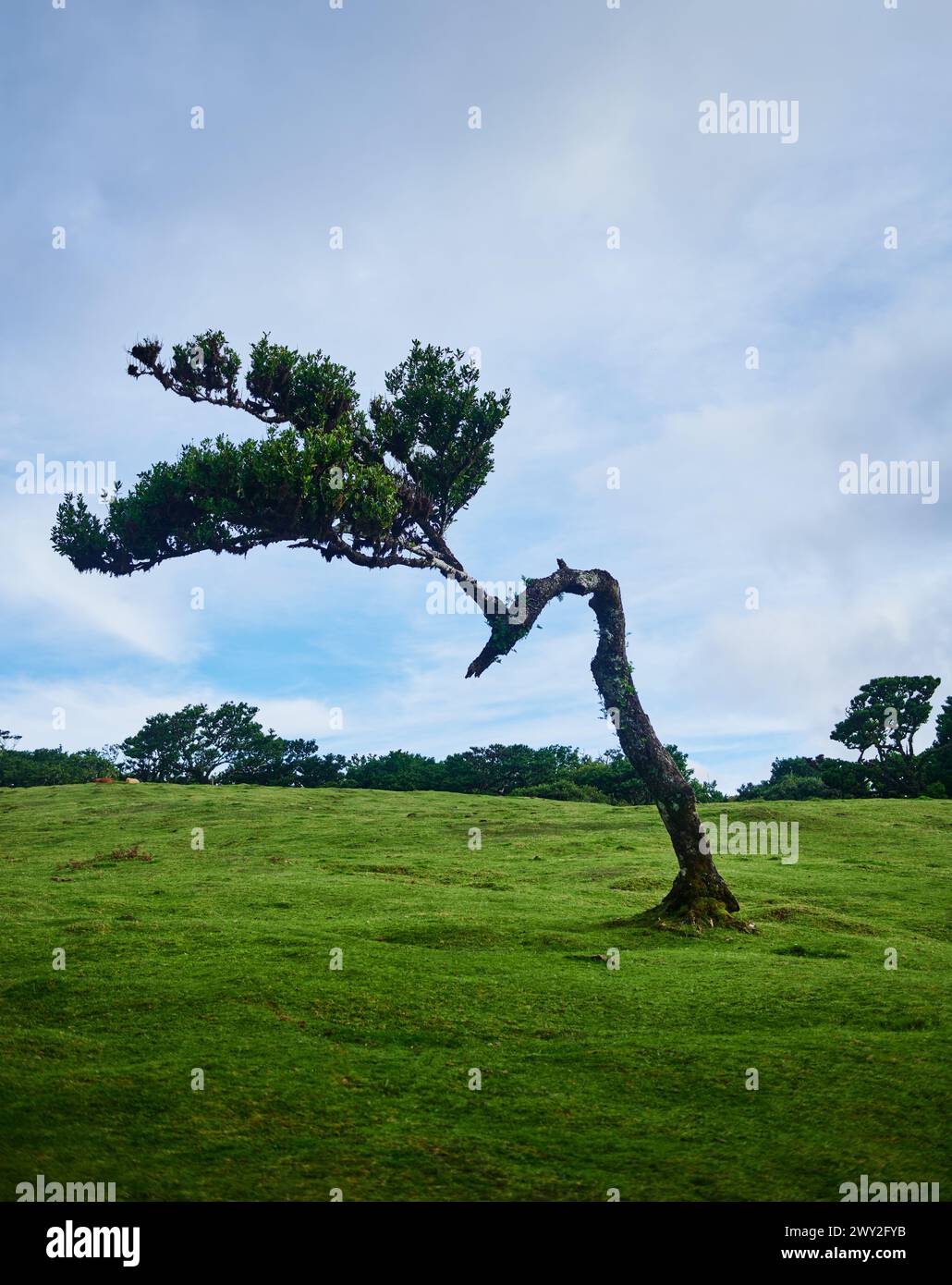 Trees in Fanal Forest, Madeira, Portugal, Europe Stock Photo - Alamy
