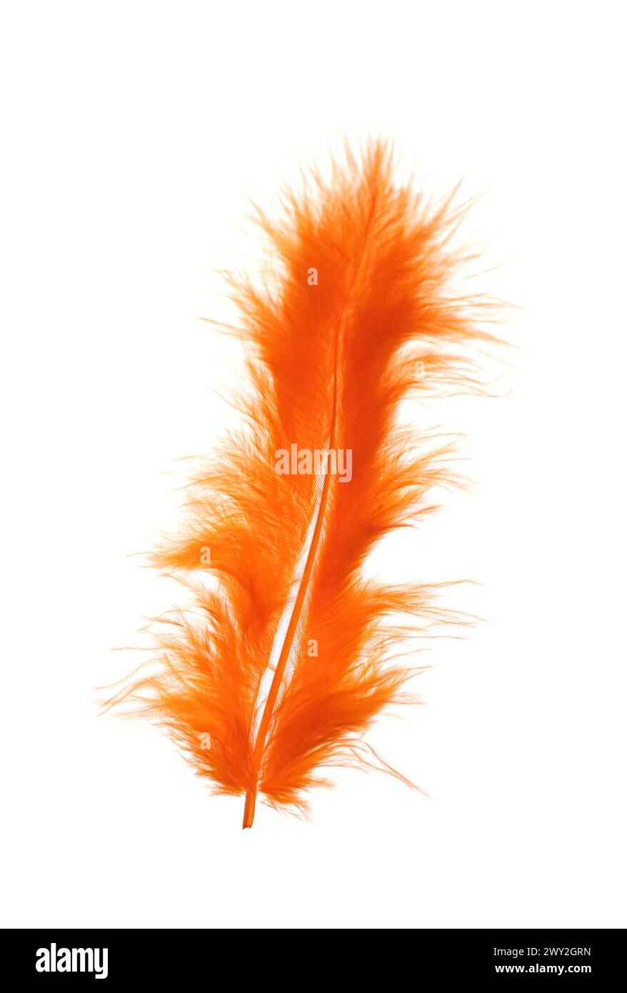 Fluffy beautiful orange feather isolated on white Stock Photo - Alamy