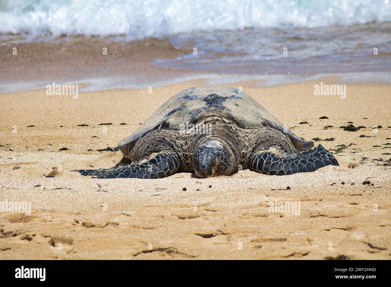 Exhausted ngreen sea turtle crawling to the shore at Kanaha beach on ...