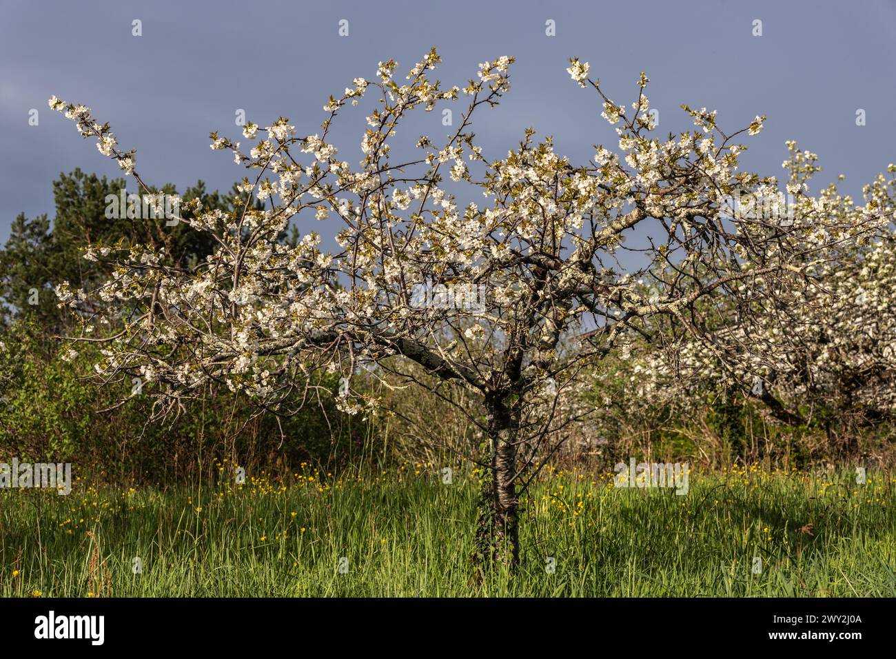 Arbres fruitiers hi-res stock photography and images - Alamy
