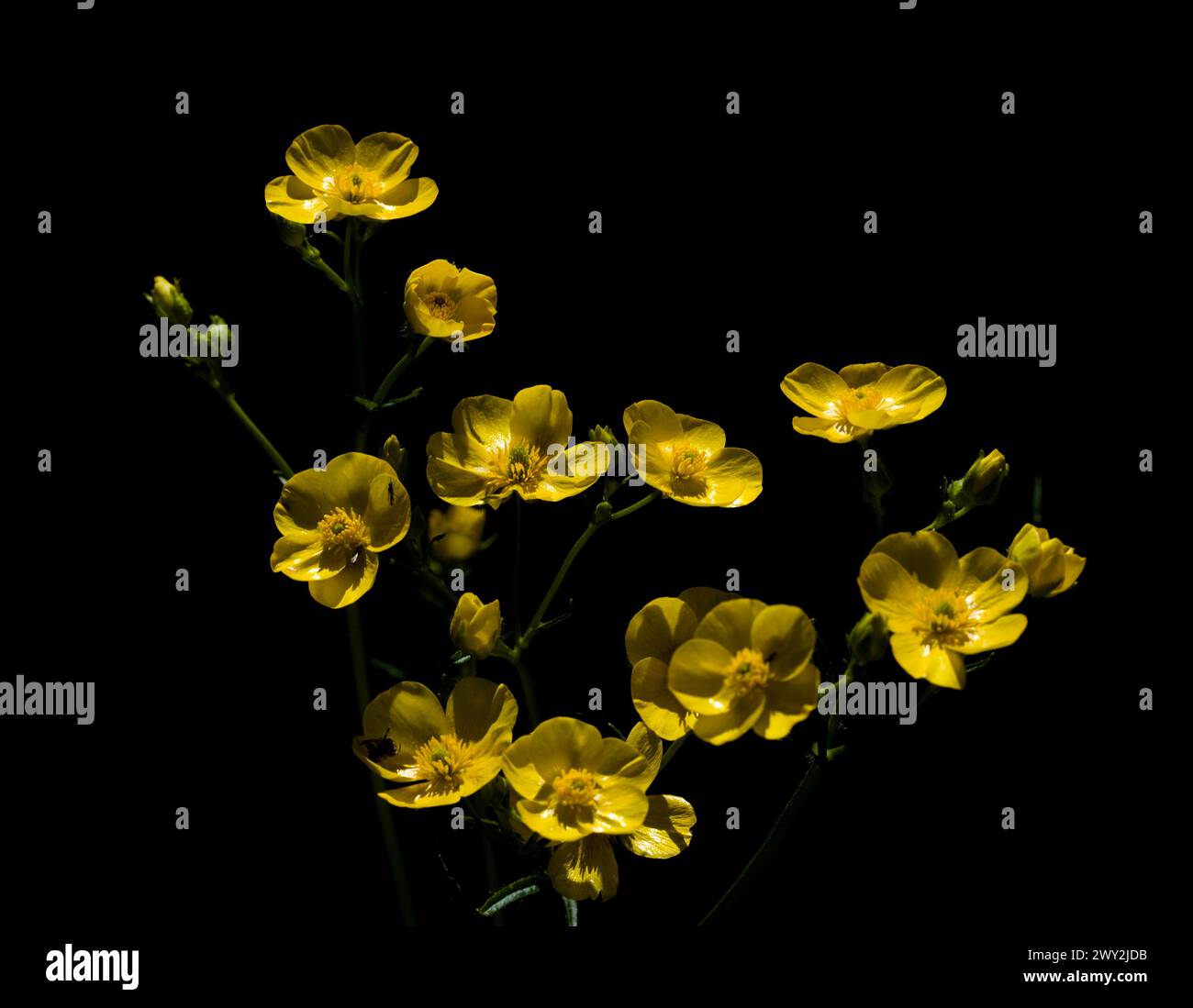Flora of Gran Canaria - bright yellow flowers of Ranunculus ...
