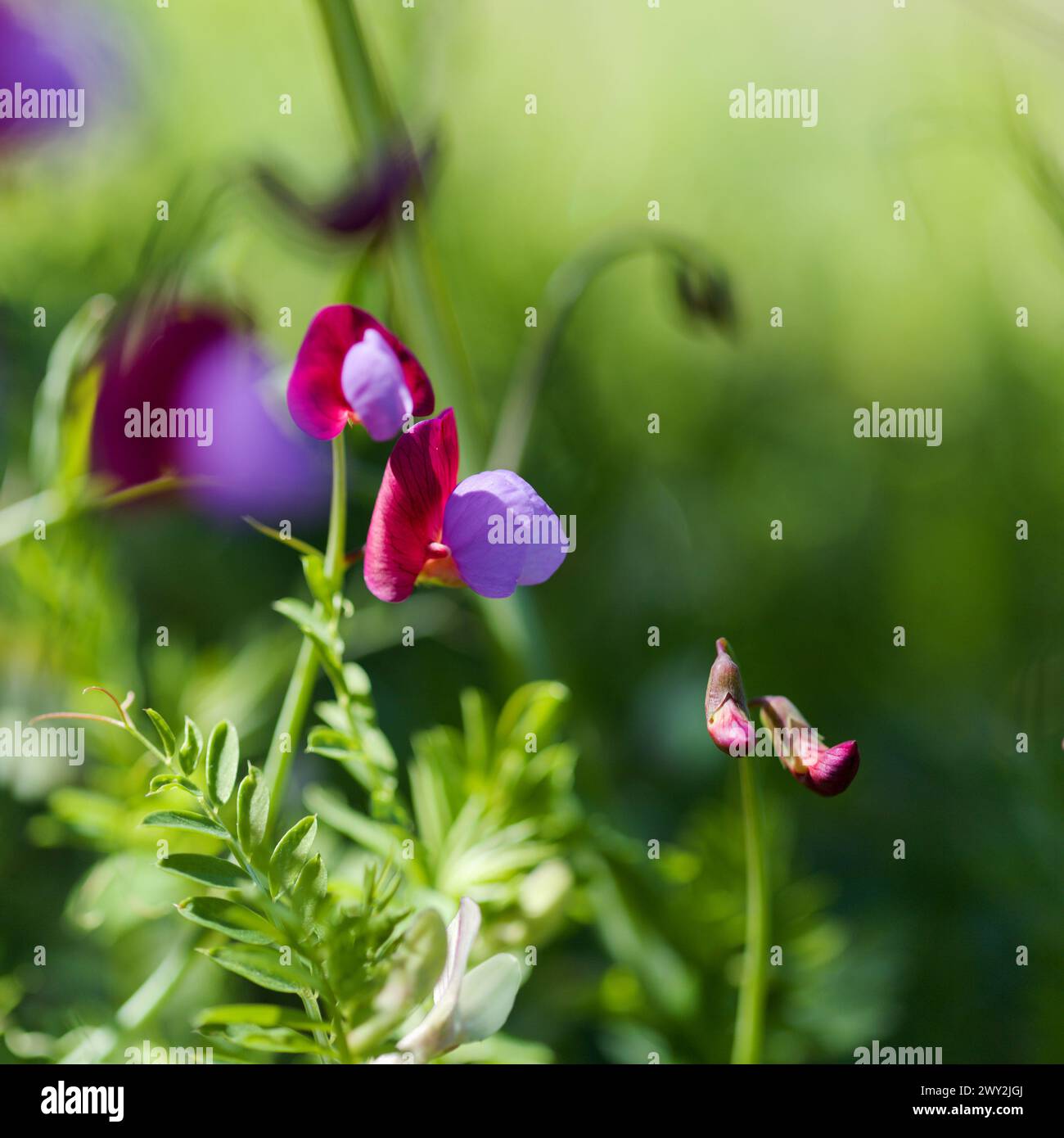 Flora of Gran Canaria - Lathyrus clymenum, Spanish vetchling natural ...