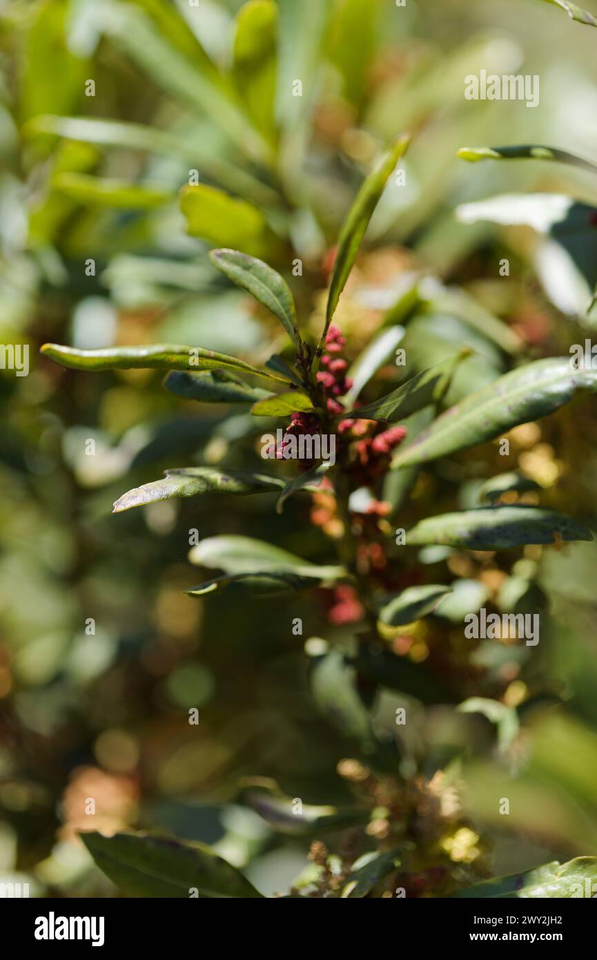 Faya canaria hi-res stock photography and images - Alamy