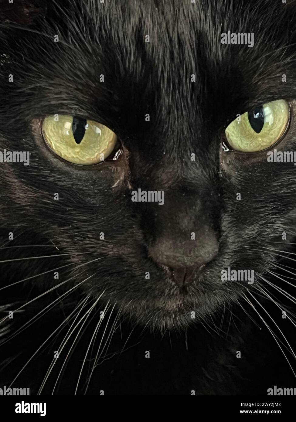 Black face cat hi-res stock photography and images - Alamy