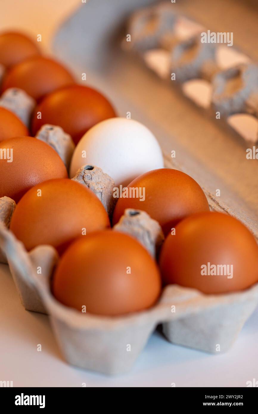 Still life of dozen brown eggs in a carton with one white egg, 2024 ...