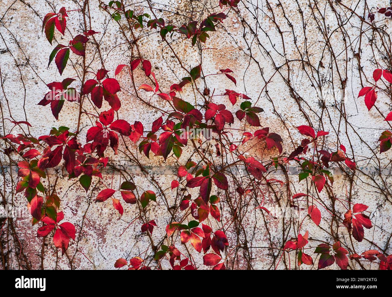 Vines with red leaves growing up a wall, Madeira, Portugal, Europe ...