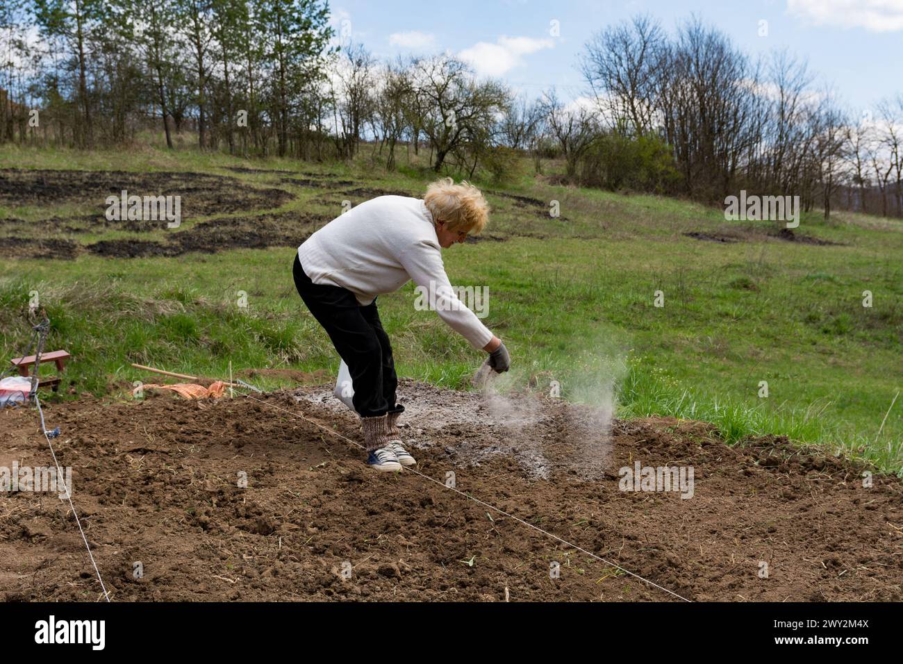 A female farmer spreads ash over the field in the made furrows; the ash ...