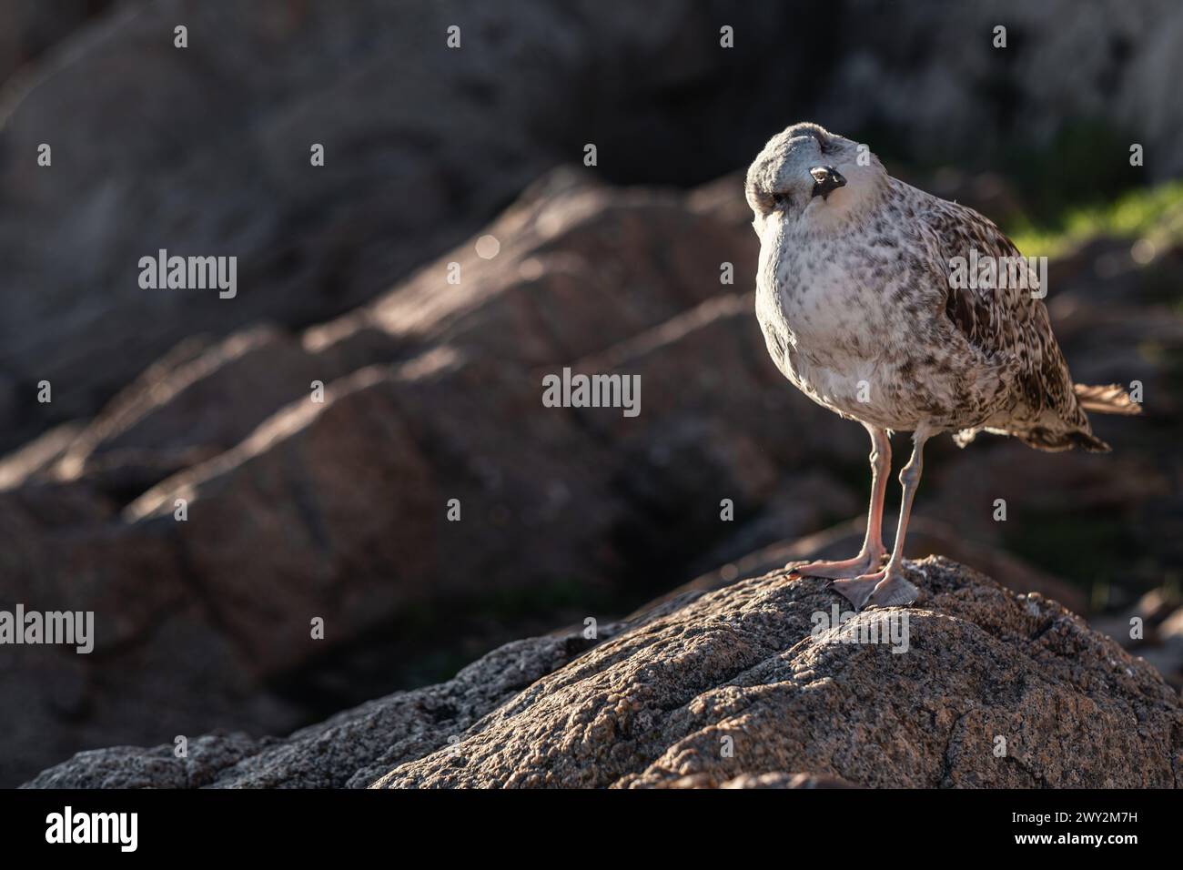 A seagull looking in the direction of the camera with an apparent ...