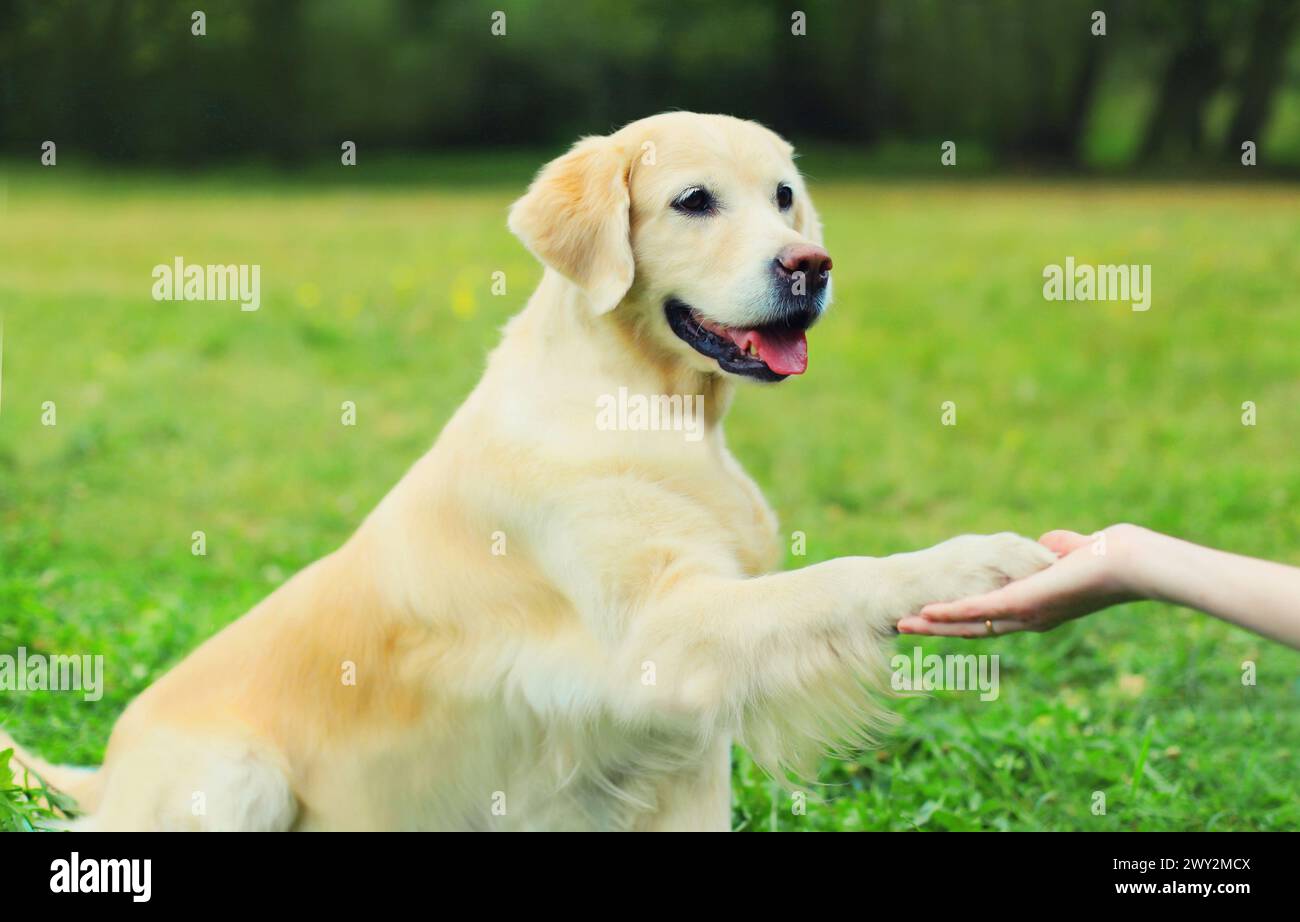 Golden Retriever dog giving paw to hand high five owner woman on the ...