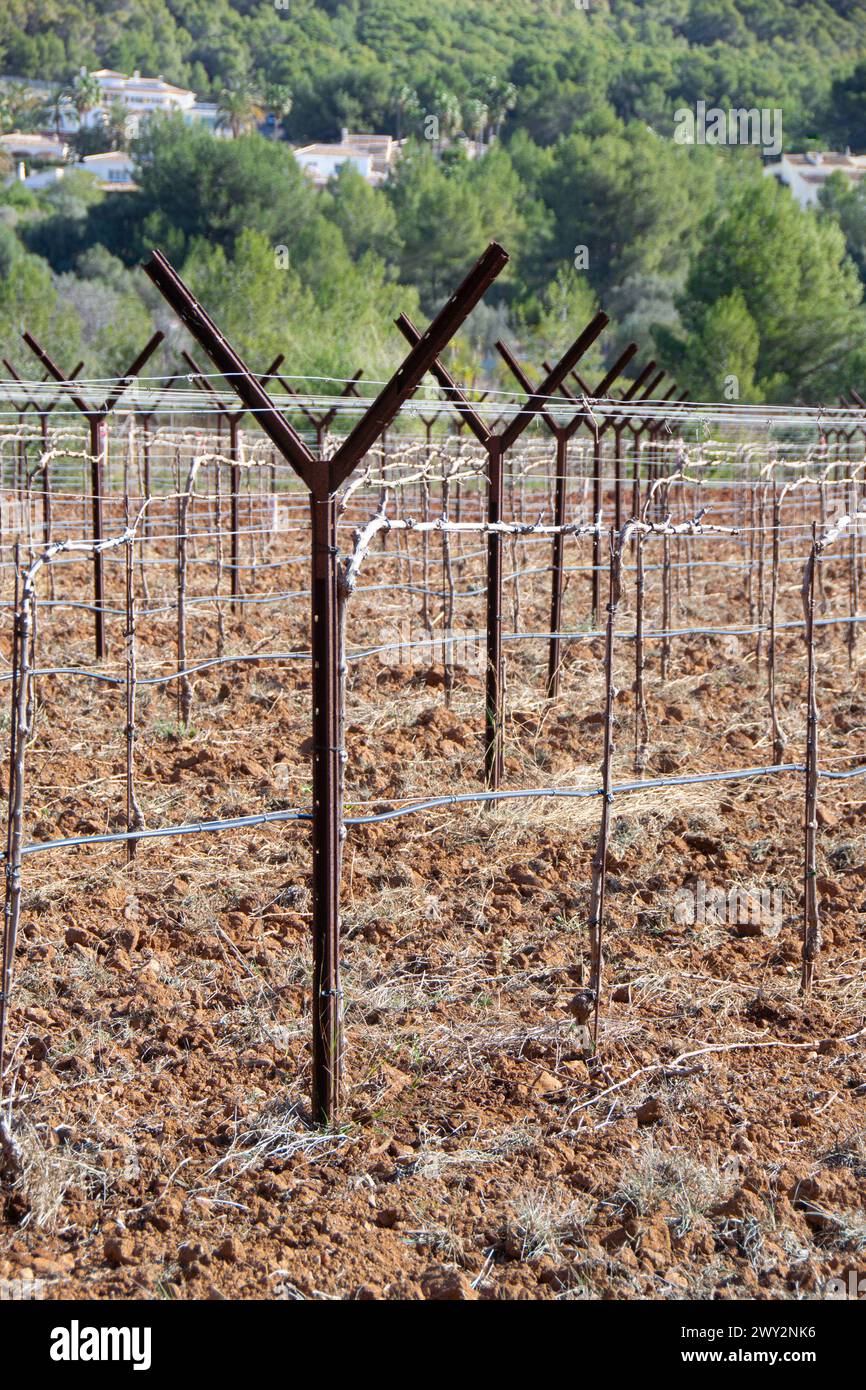 Trellising wires hi-res stock photography and images - Alamy