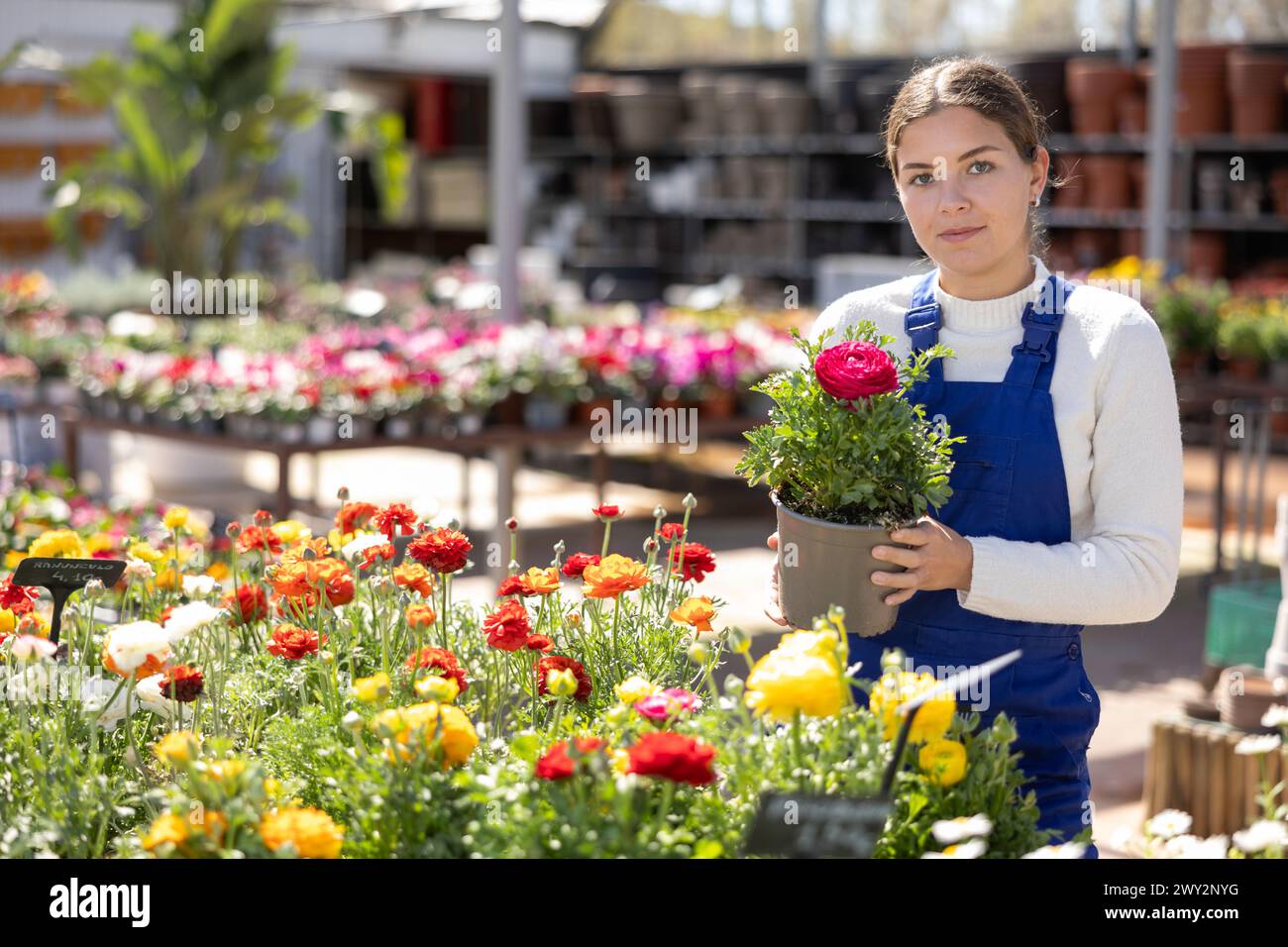 Female worker arranging flowering ranunculus in pots while gardening in ...