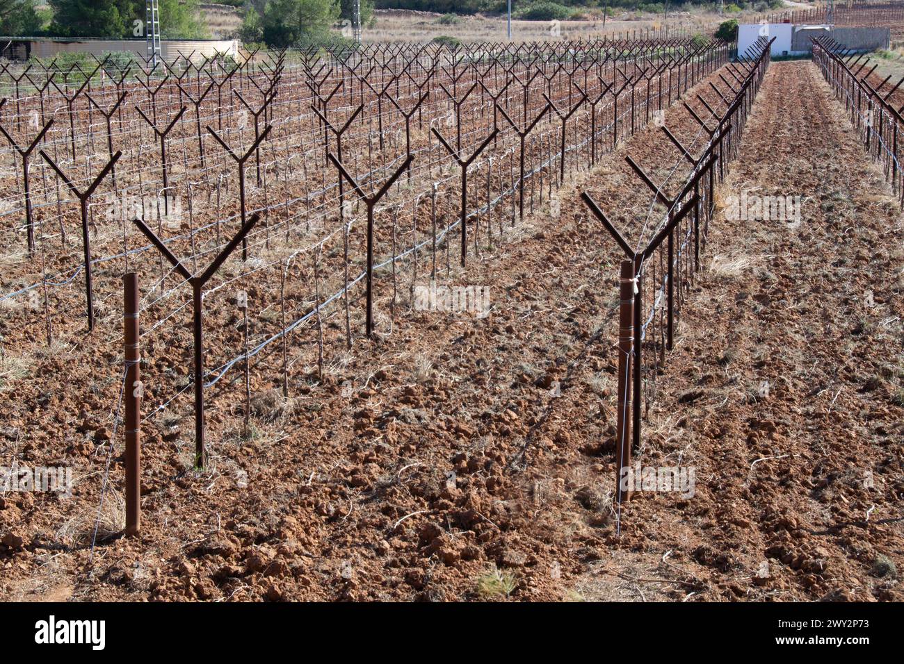 Wire trellises hi-res stock photography and images - Alamy