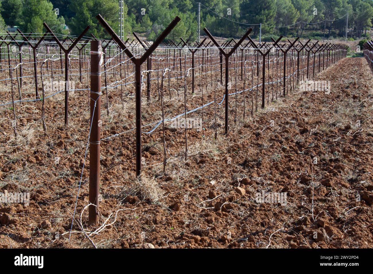 Farming agriculture crop wine irrigation hi-res stock photography and ...