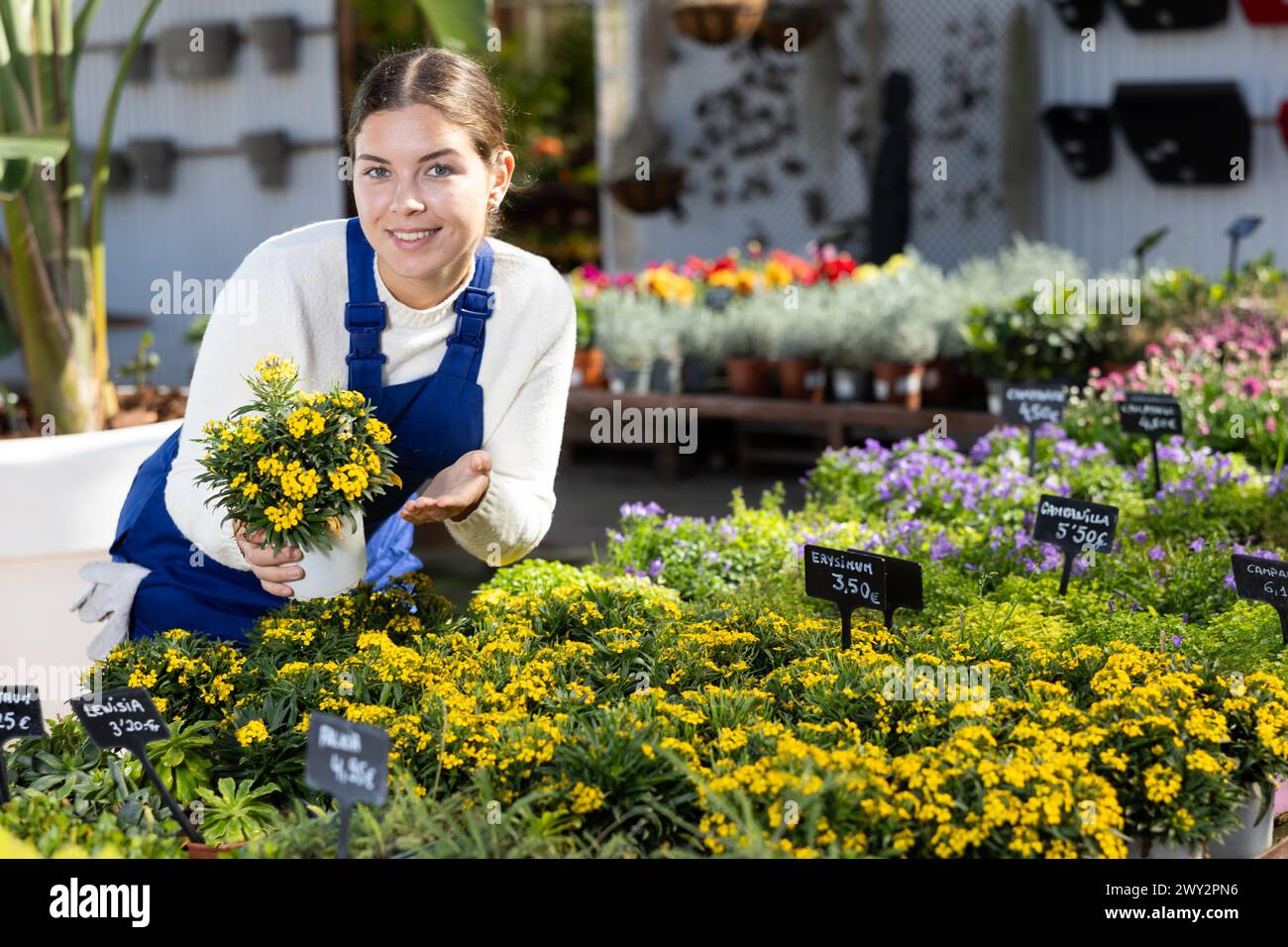 Wallflowers in pot hi-res stock photography and images - Alamy