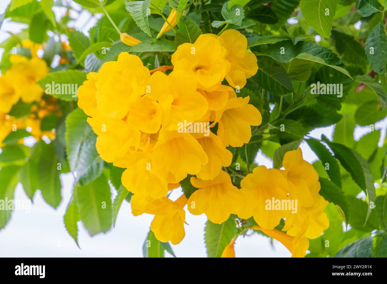 Ginger thomas flower hi-res stock photography and images - Alamy