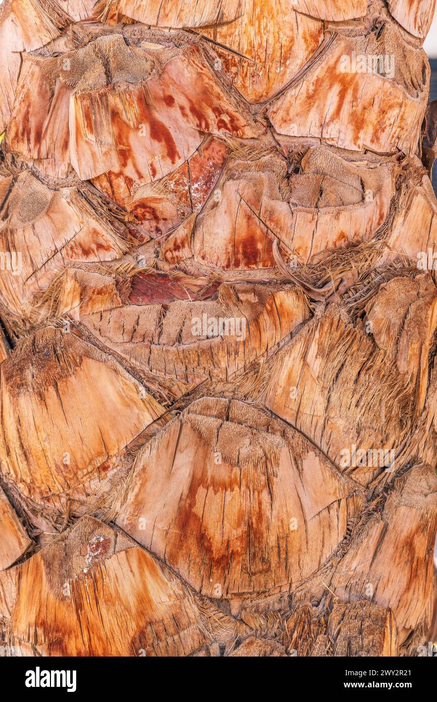 Palm tree bark tropical texture. Cracked wood texture background ...