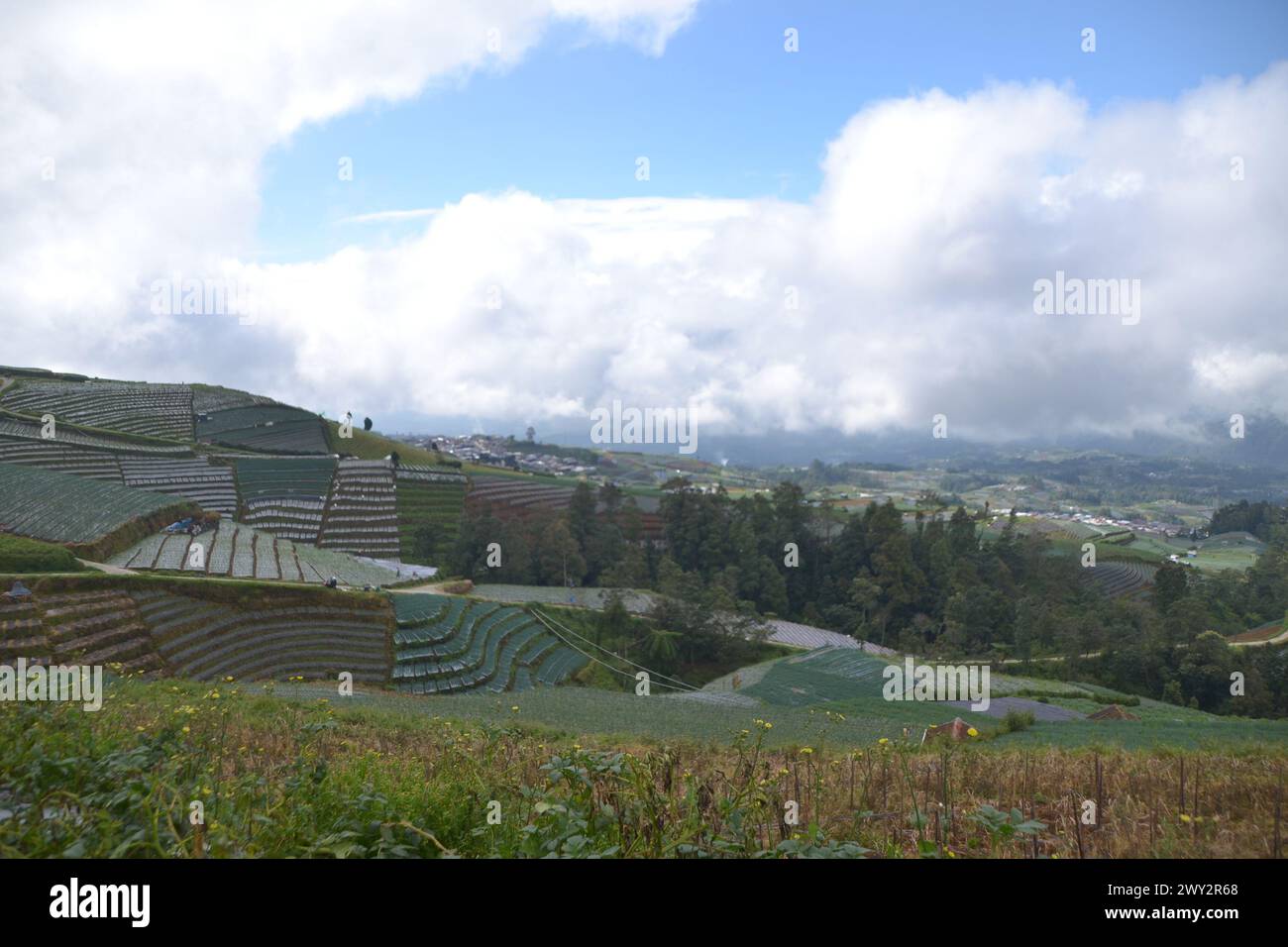 Foto sawah hi-res stock photography and images - Alamy