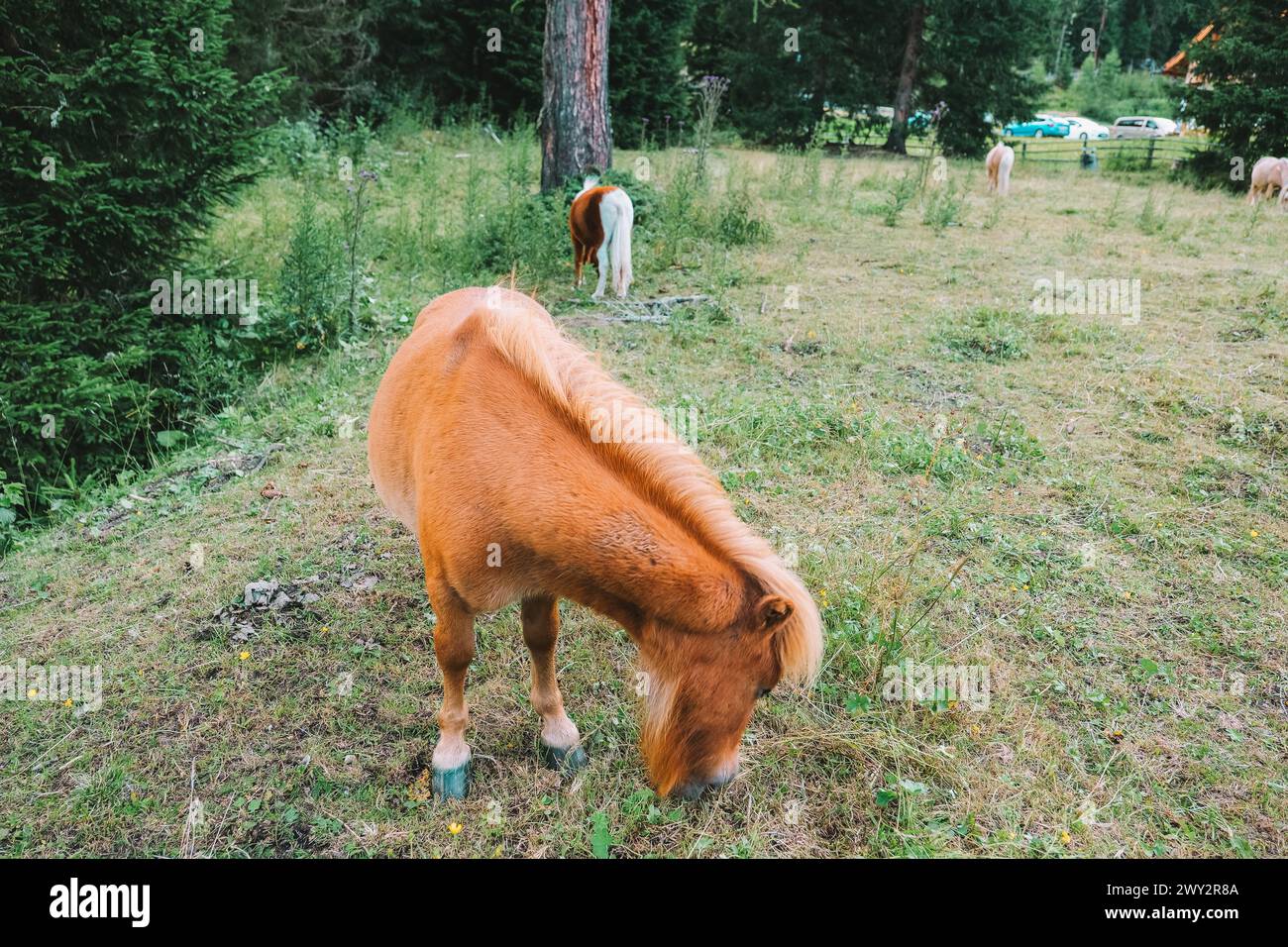 Red pony eats grass in a pasture.Pony farm in Lungau, Austria. Pony ...