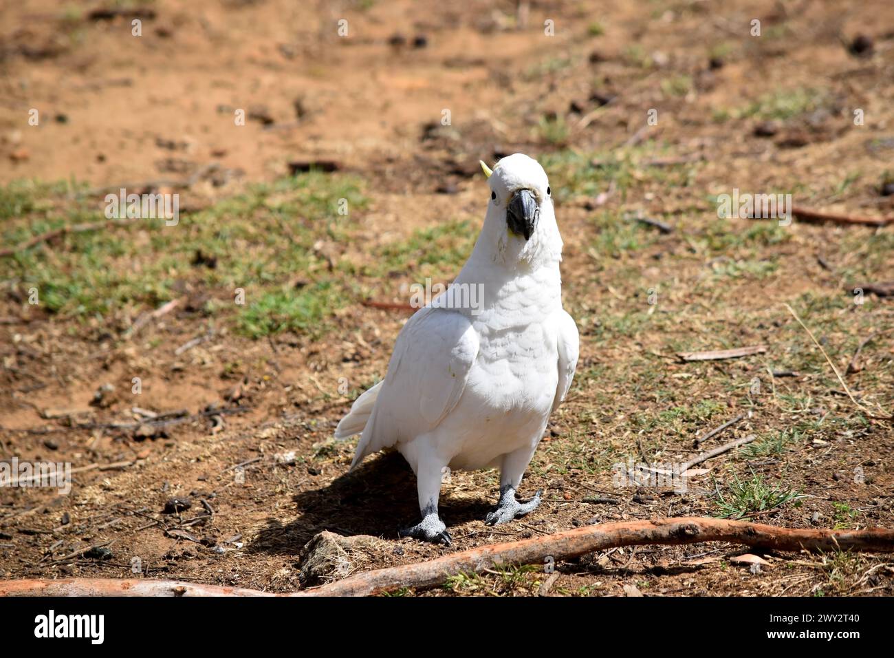 The sulphur crested cockatoo is a white bird with a yellow crest Stock ...