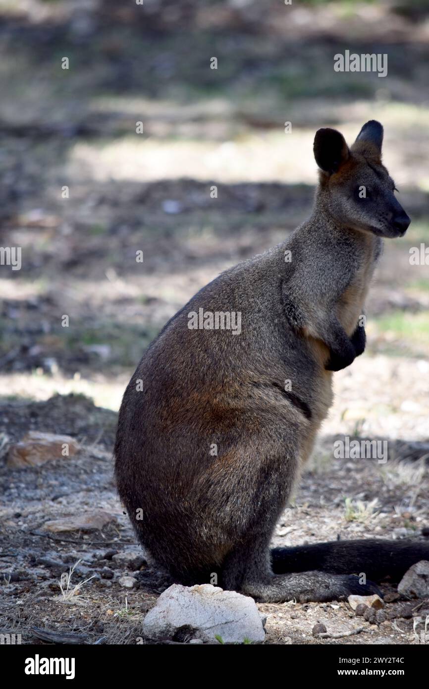 The swamp wallaby has dark brown fur, often with lighter rusty patches ...