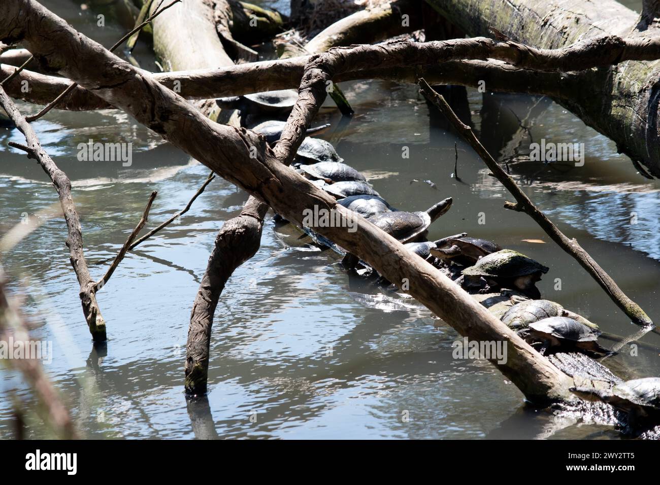 The Eastern Long Neck Turtle also referred to as a snake-necked turtle ...