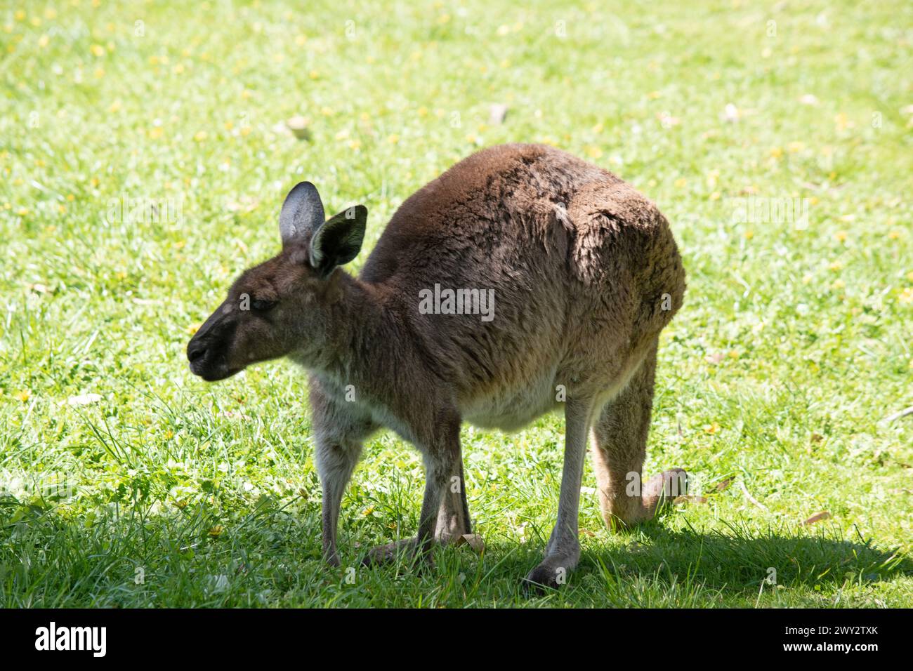this is a side view of a western grey kangaroo Stock Photo - Alamy