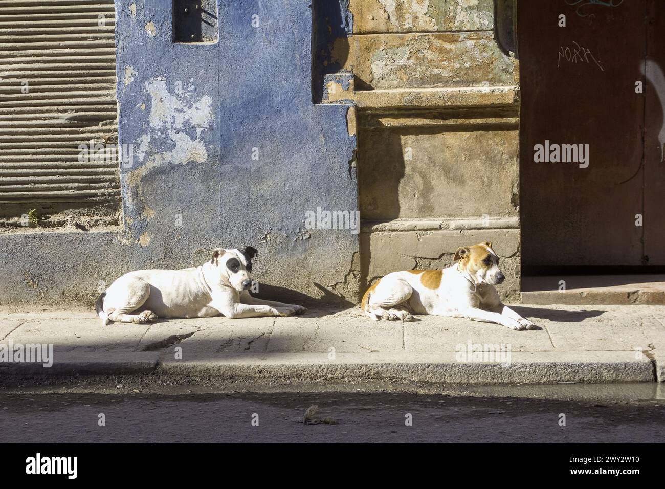 Havana street dogs hi-res stock photography and images - Alamy