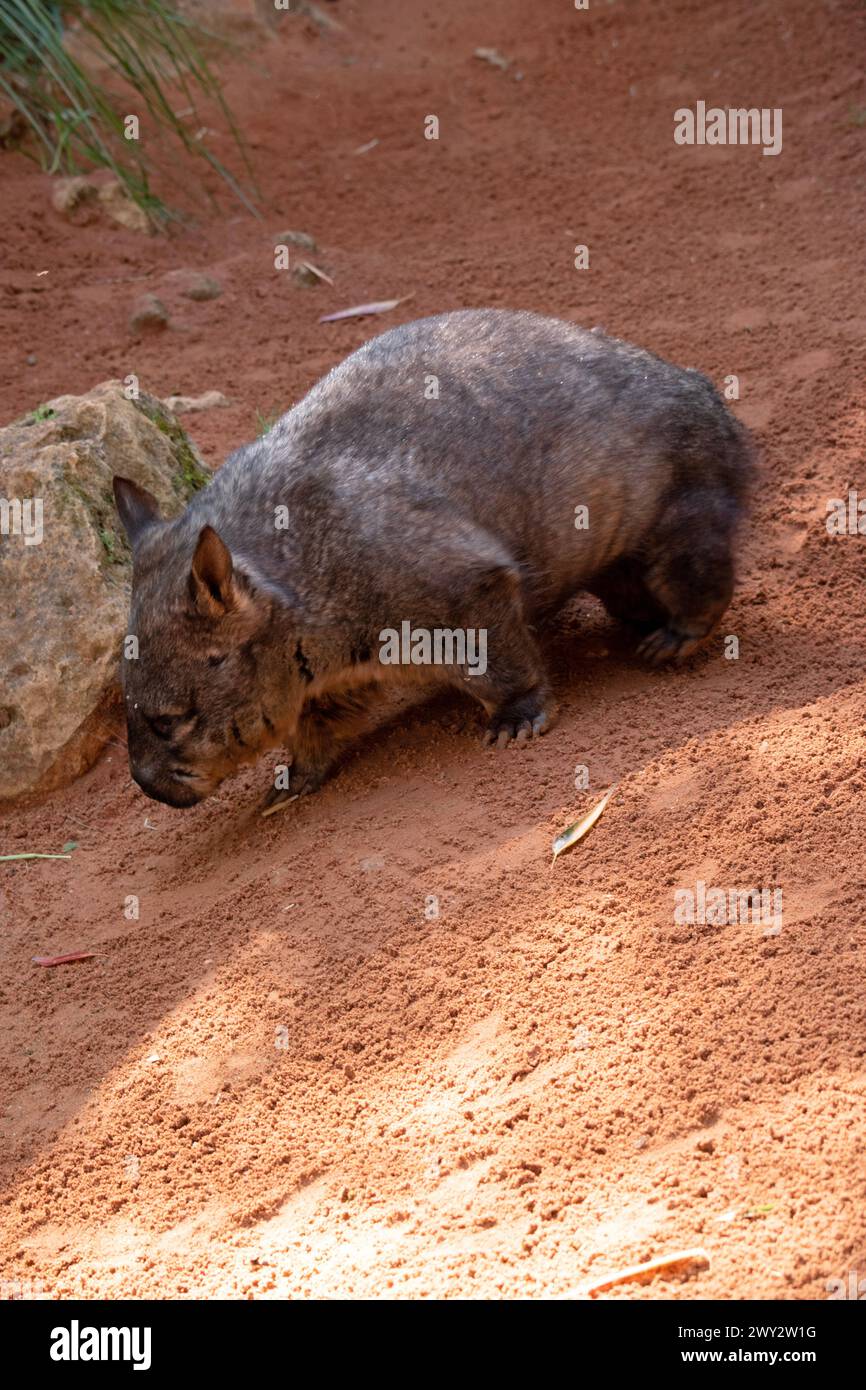 Grey wombats hi-res stock photography and images - Alamy